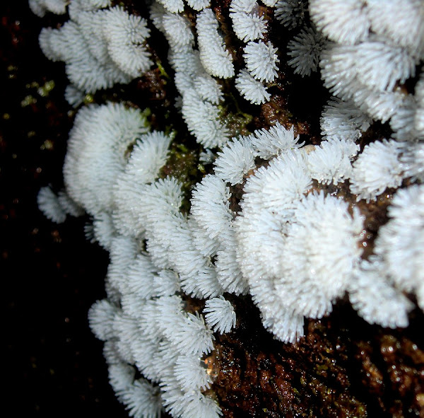 Coral Slime | Project Noah