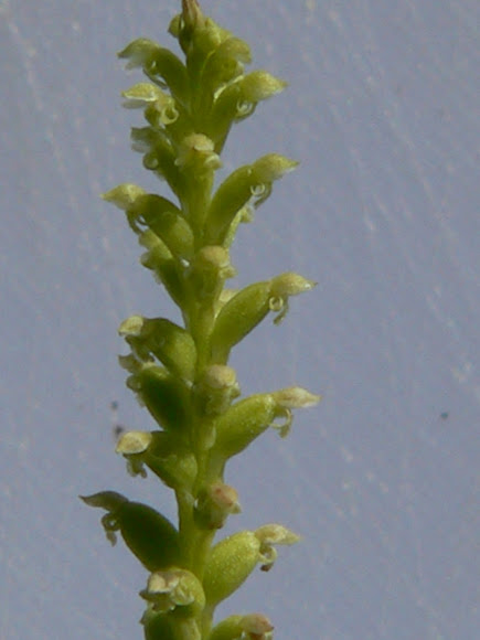 Onion orchid | Project Noah