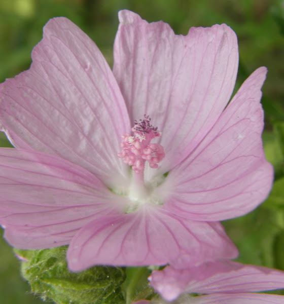Musk-mallow | Project Noah