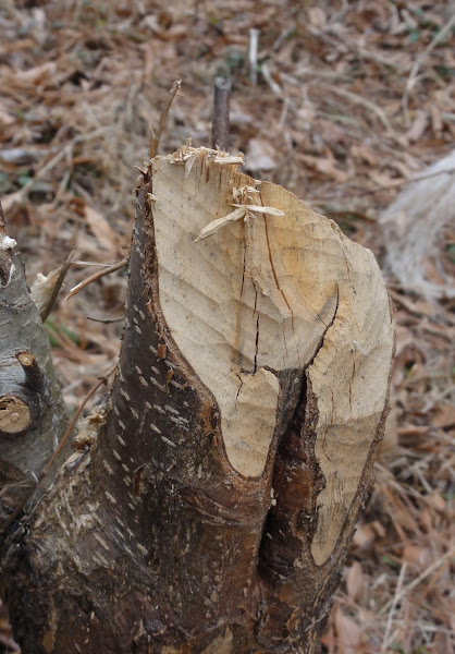 Beaver Signs | Project Noah