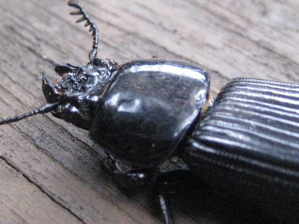 Passalid Beetle | Project Noah