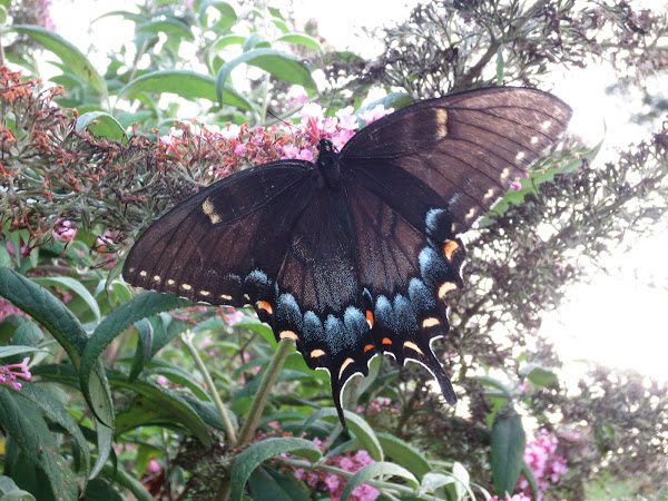 Eastern tiger swallowtail (female dark morph) | Project Noah