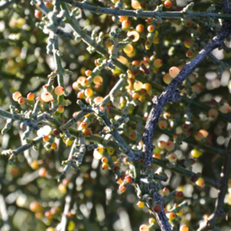Desert Mistletoe | Project Noah