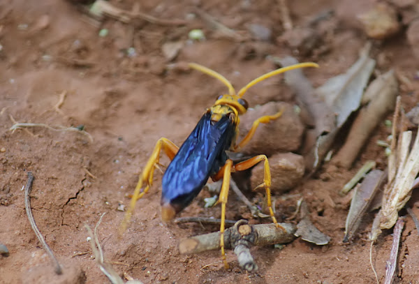 Spider Hunting Wasp | Project Noah