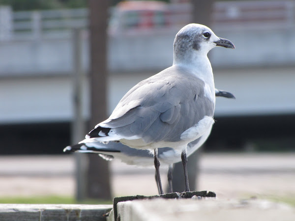 Laughing Gull | Project Noah