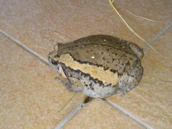 Banded Bull Frog | Project Noah