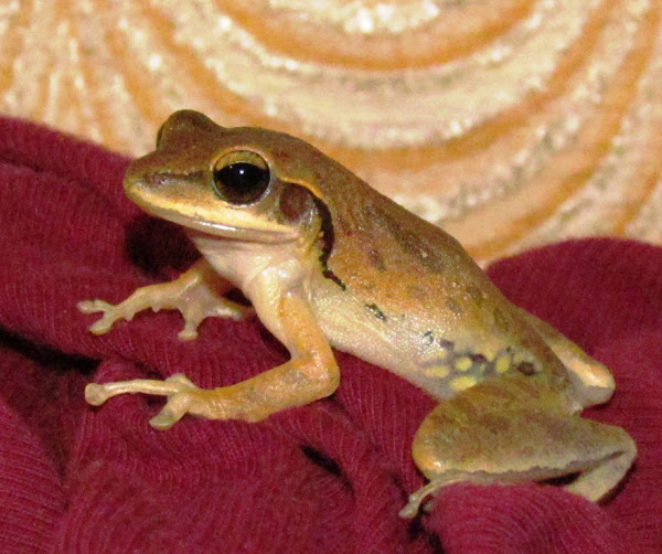 Common tree frog | Project Noah