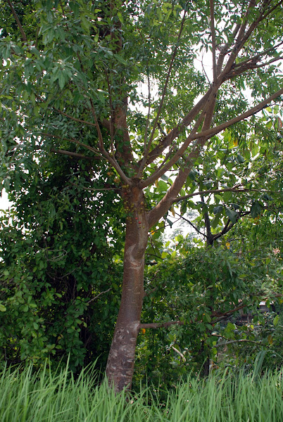 Goolar Fig Tree | Project Noah