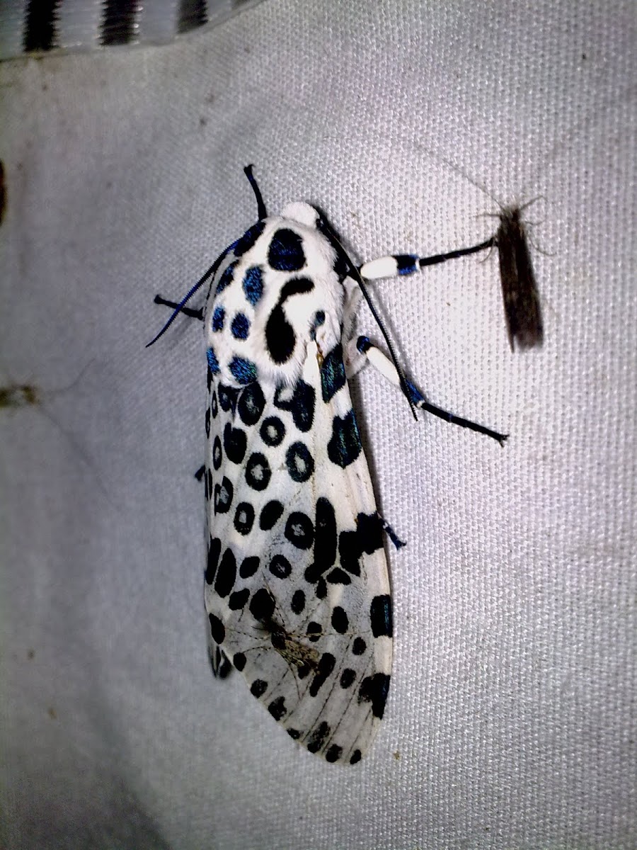 Giant leopard moth | Project Noah