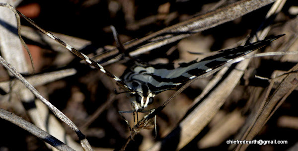 Spot Swordtail | Project Noah