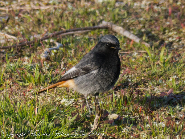 Black Redstart | Project Noah