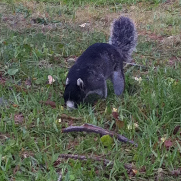 Gray Fox Squirrel | Project Noah