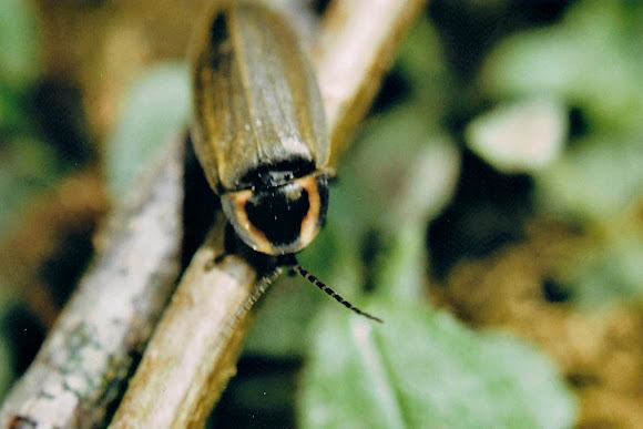 Winter Firefly | Project Noah