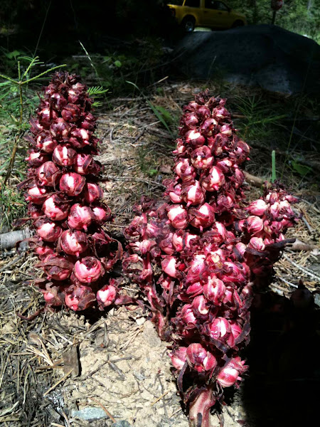Snow Plant | Project Noah