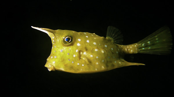 Longhorn Cowfish | Project Noah