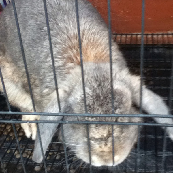 Rabbit | Project Noah