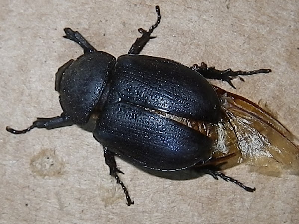 Black Maize Beetle | Project Noah