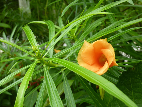 Orange Oleander | Project Noah