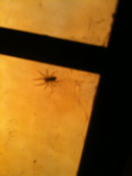 Spider | Project Noah