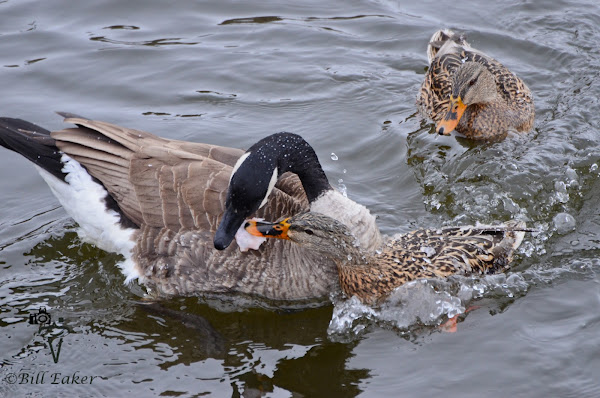 Canada Goose and Mallard Ducks | Project Noah