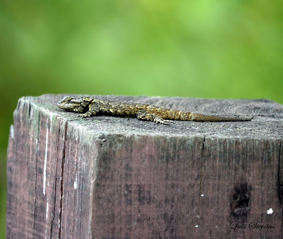 Lizard | Project Noah