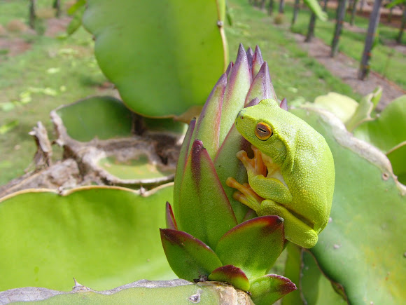 Orange-thighed Frog [Northern Red-eyed Tree Frog] | Project Noah