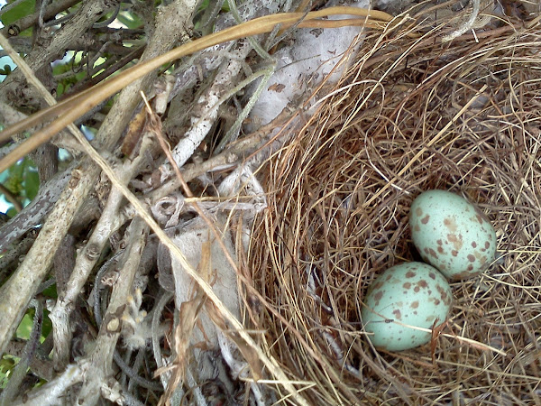 Mockingbird Eggs | Project Noah