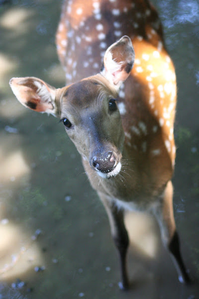 Vietnam Sika Deer | Project Noah