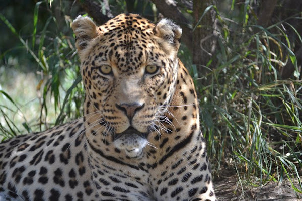 Leopard | Project Noah