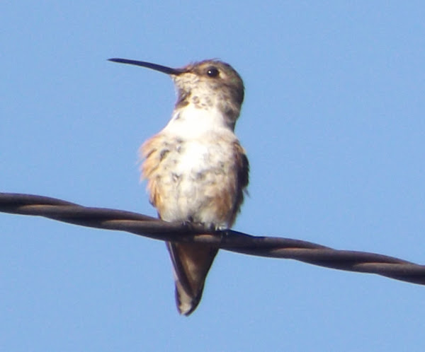 Allen's Hummingbird - Female | Project Noah