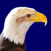 Lead Poisoning of Birds | Project Noah