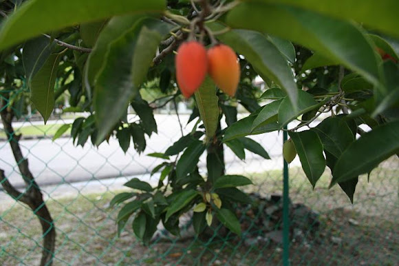 Spanish cherry | Project Noah