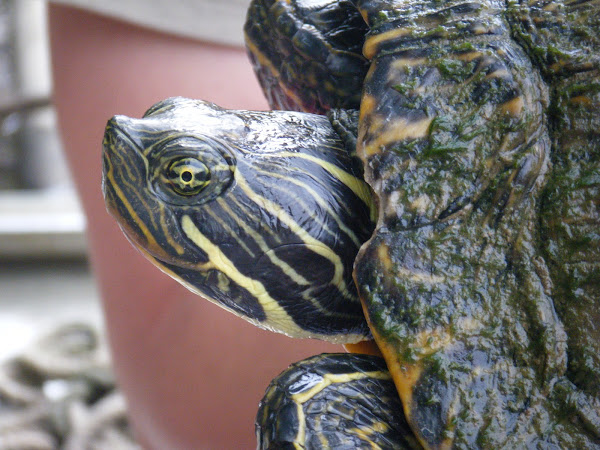 Eastern River Cooter | Project Noah