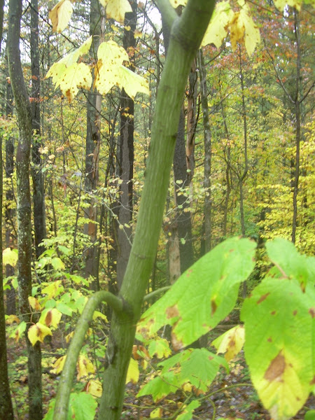 Striped maple, moosewood | Project Noah