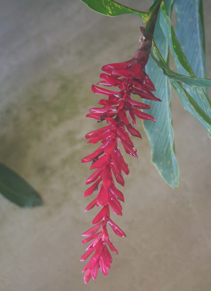 Red ginger | Project Noah