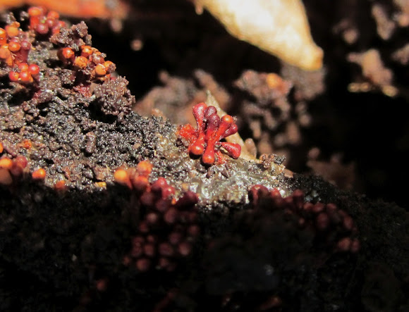 red wasp nest slime mold | Project Noah