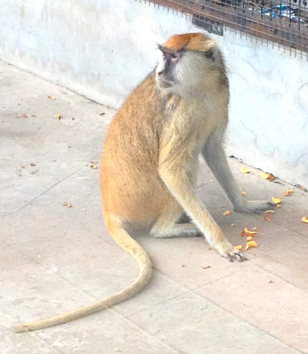 Patas Monkey | Project Noah