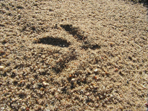 White stork (footprints) | Project Noah
