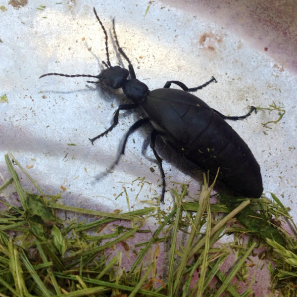 American Oil Beetle | Project Noah