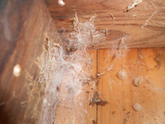 Cellar Spider | Project Noah