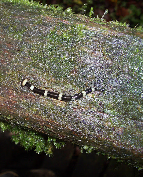 Hammerhead flatworm | Project Noah