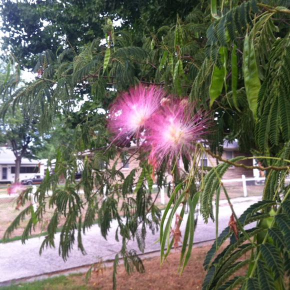surinam powderpuff tree | Project Noah