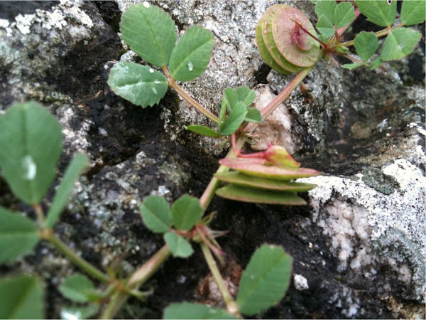 Spiral Leaf Plant (Pseudonym) | Project Noah