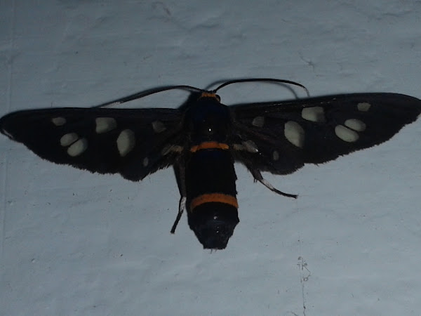 Handmaiden Moth | Project Noah