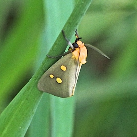 Dice Moth | Project Noah