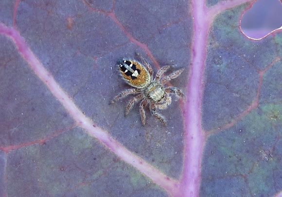 Johnson Jumping Spider | Project Noah
