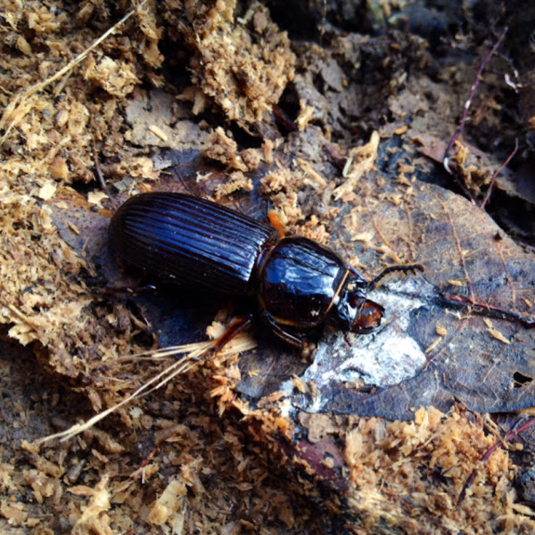 Horned passalus | Project Noah