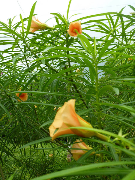 Orange Oleander | Project Noah