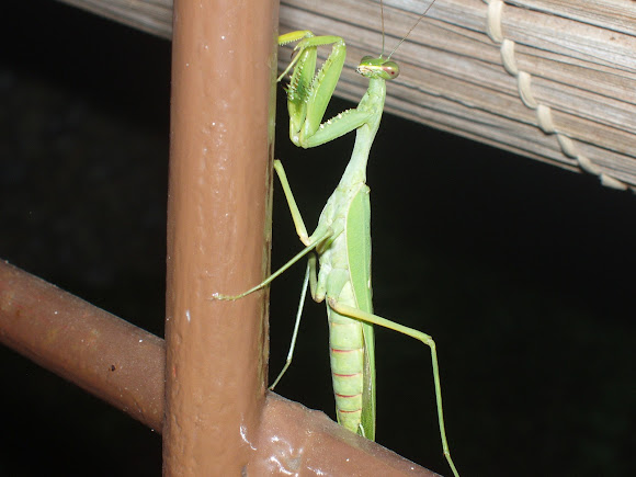 Praying mantis | Project Noah