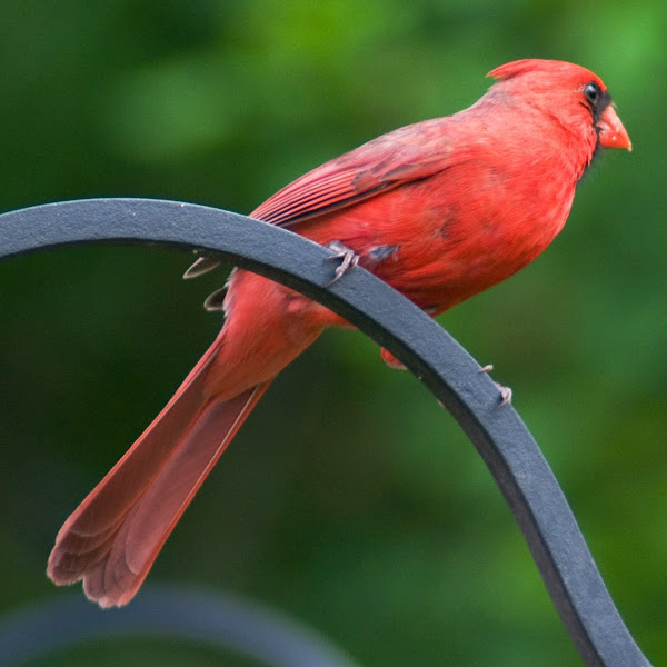Northern Cardinal | Project Noah